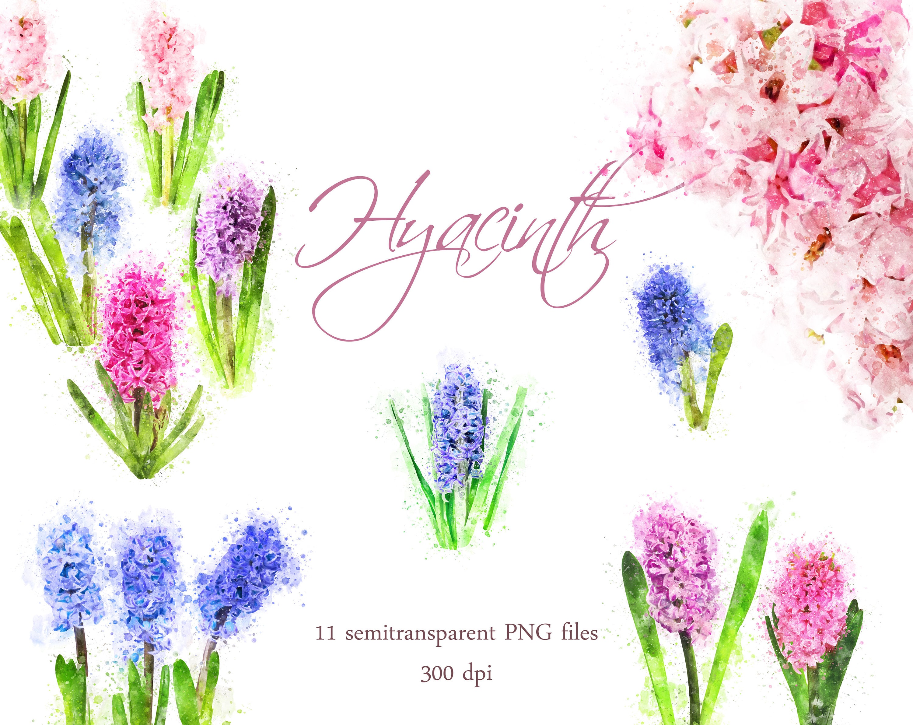 Hyacinth Floral Clipart, Spring Watercolor Clipart, Flower Clip Art ...