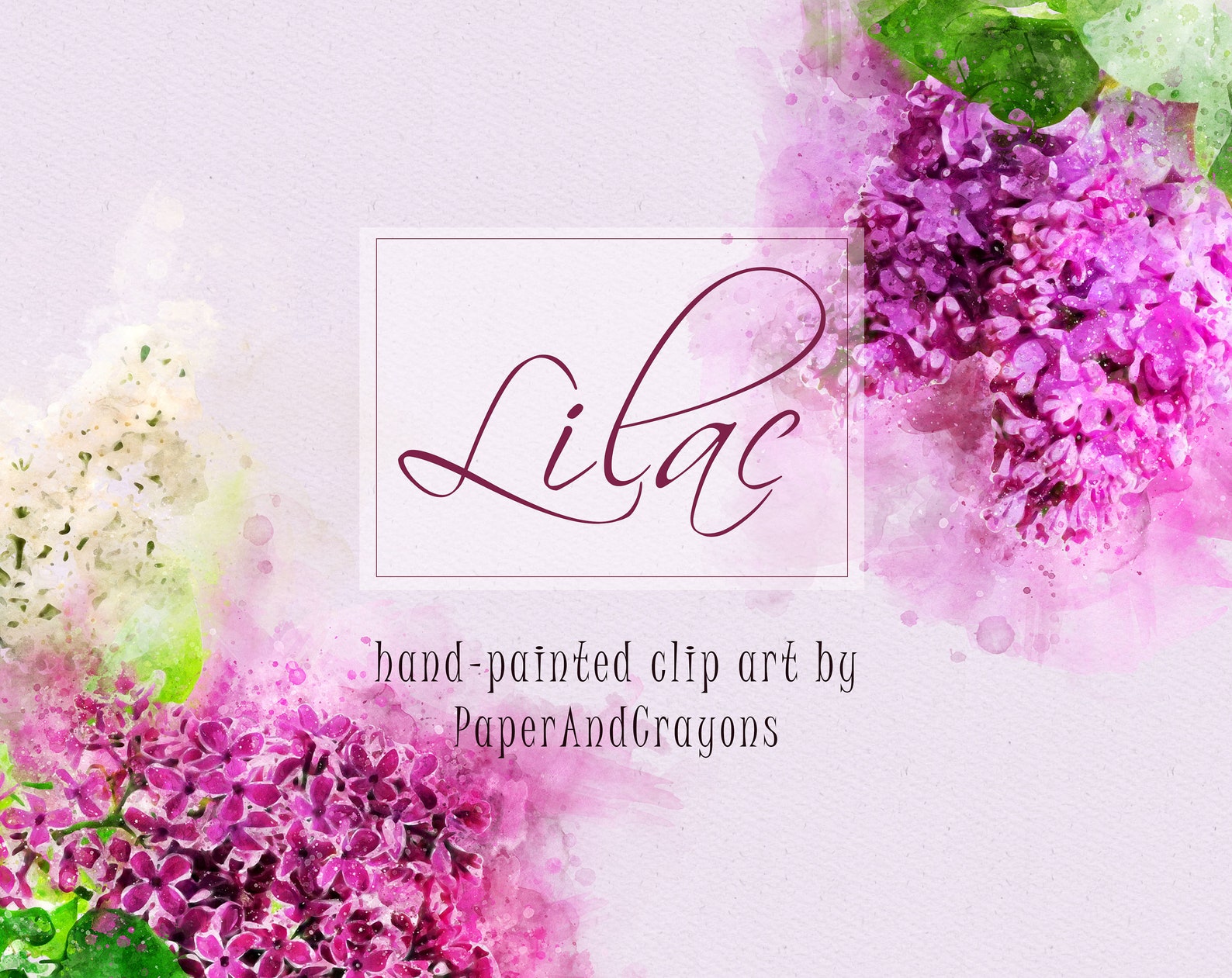 Lilac Watercolor Clipart Elegant Clip Art Pink Purple | Etsy