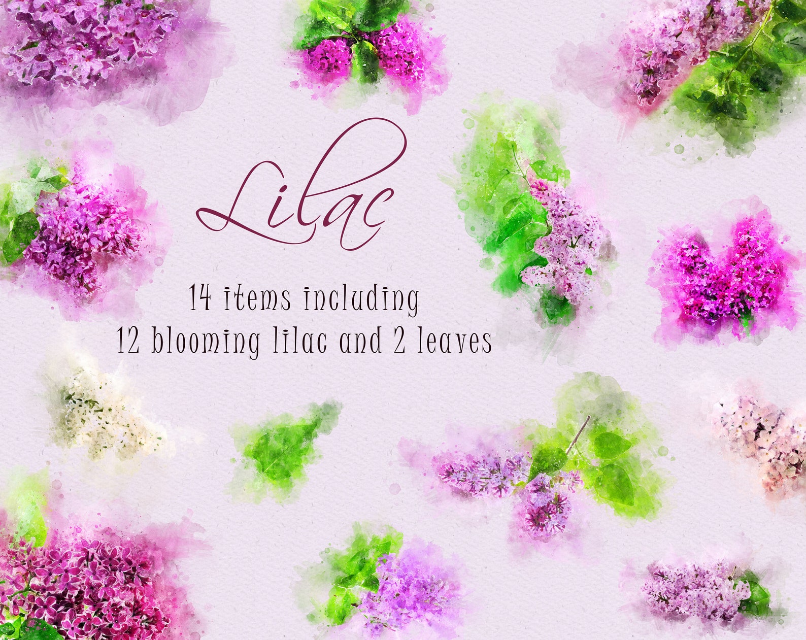 Lilac Watercolor Clipart Elegant Clip Art Pink Purple - Etsy