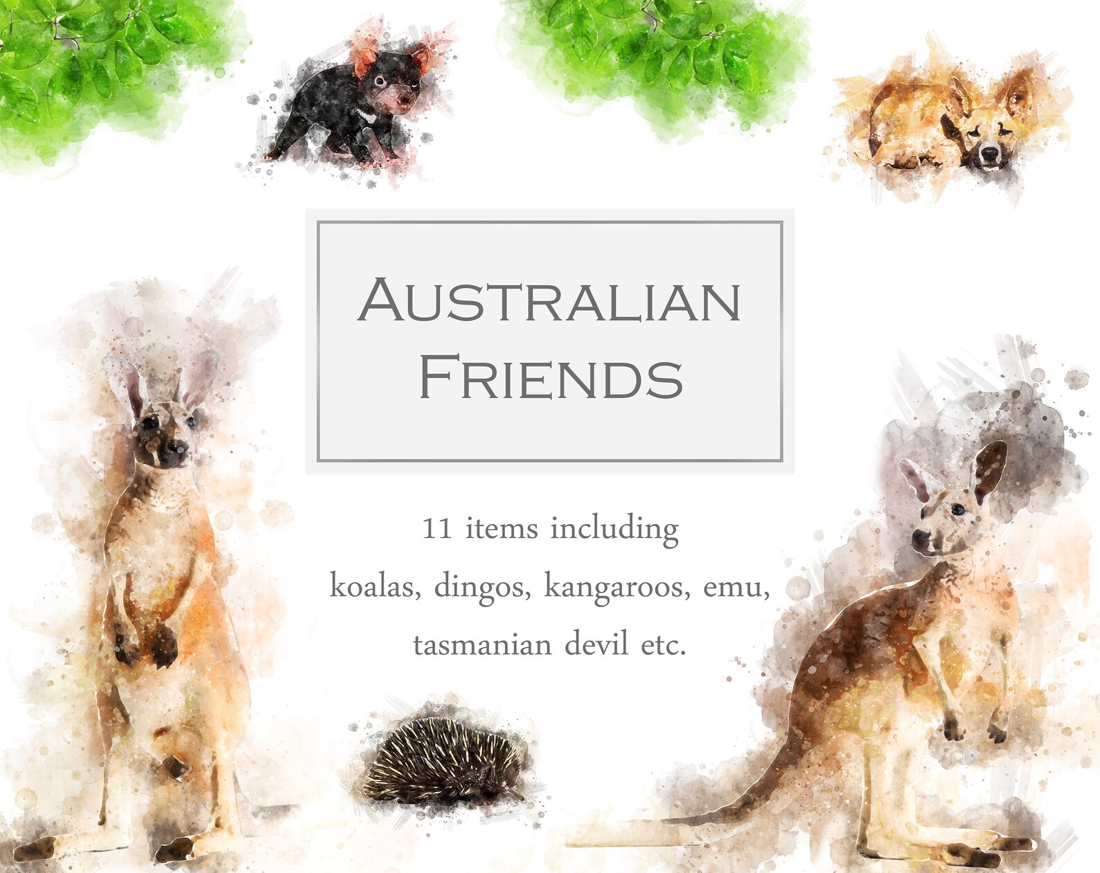 Australian Animal Watercolor Clipart Animal Clip Art Animal - Etsy