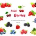 Fruit Clipart Fresh Berries Watercolor Clip Art Fruits - Etsy
