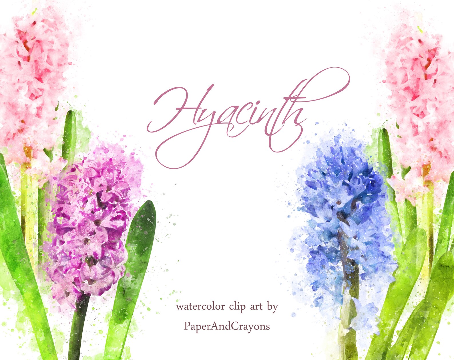 Hyacinth Floral Clipart, Spring Watercolor Clipart, Flower Clip Art ...
