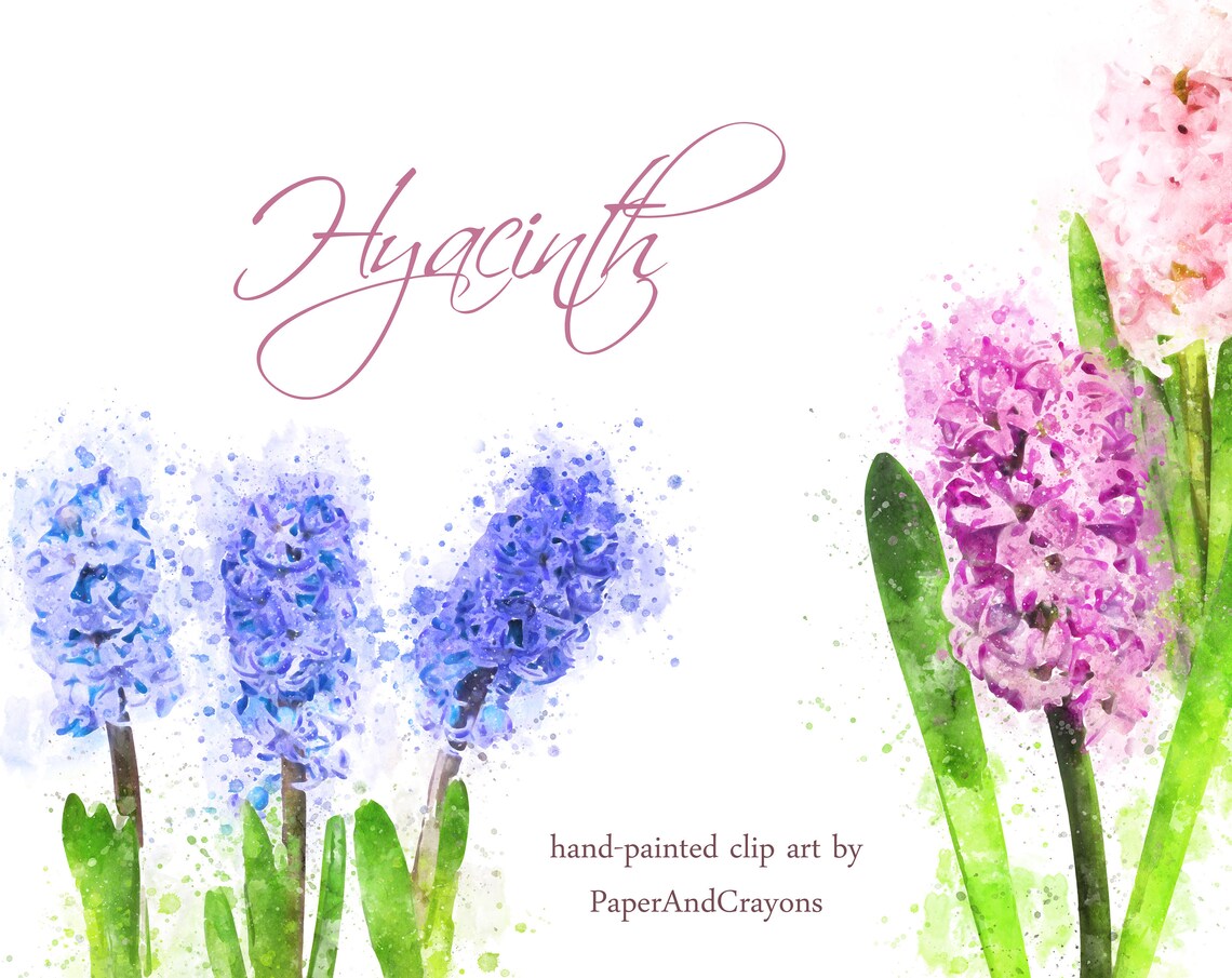 Hyacinth Floral Clipart, Spring Watercolor Clipart, Flower Clip Art ...