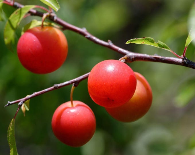 Chickasaw Plum, Prunus Angustifolia, Live Plant, Native Plum - Etsy