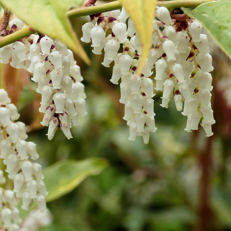 Shrubs - Etsy