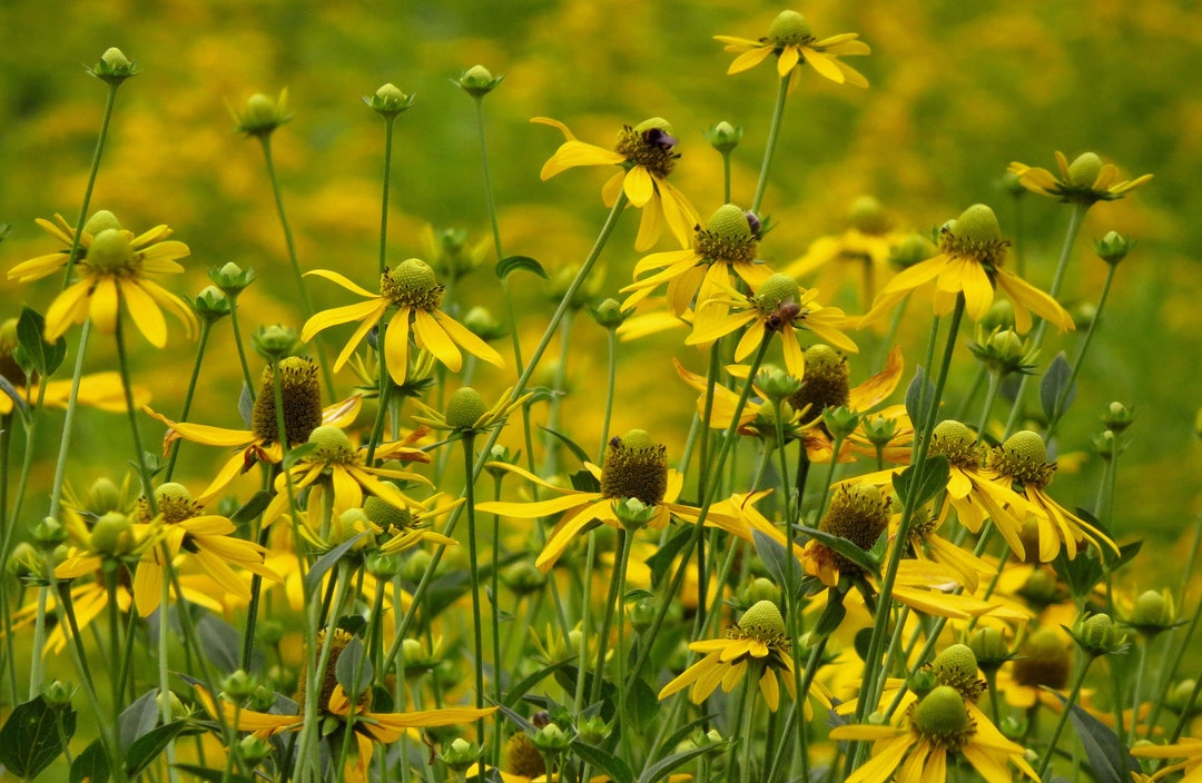 Cutleaf Coneflower, Rudbeckia Laciniata, Live Plant | Native Plants ...