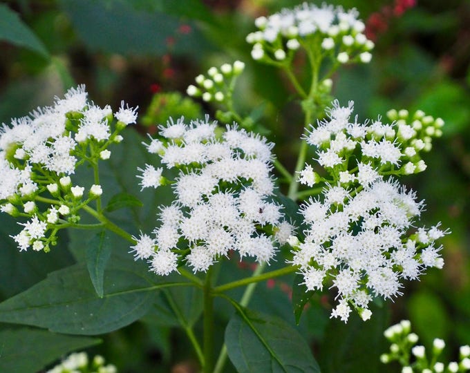 White Snakeroot, Ageratina Altissima, Live Plant | Native Plants ...