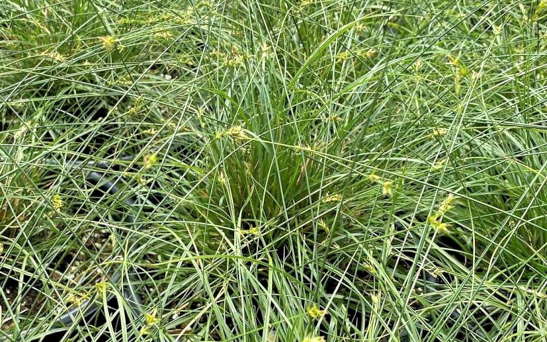 Texas Sedge Plants, Carex Texensis - Etsy