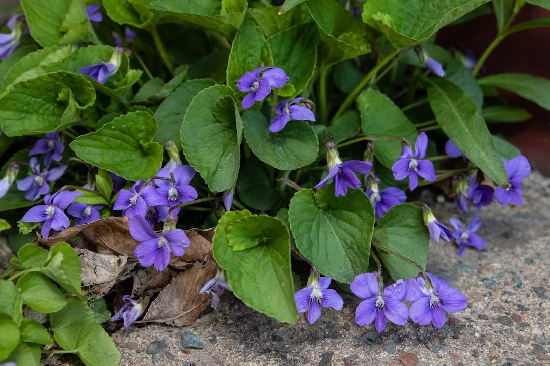 Meadow Violets, Viola Sororia, Wild Violets, Blue Violets, Live Plant ...