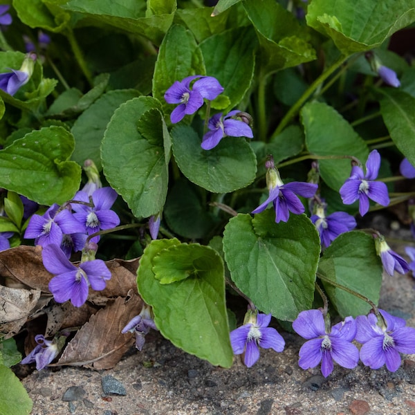 Wild Violet Seeds - Etsy