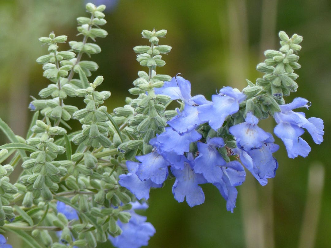 Azure Blue Sage Salvia, Salvia Azurea, Live Plant | Native Plants ...