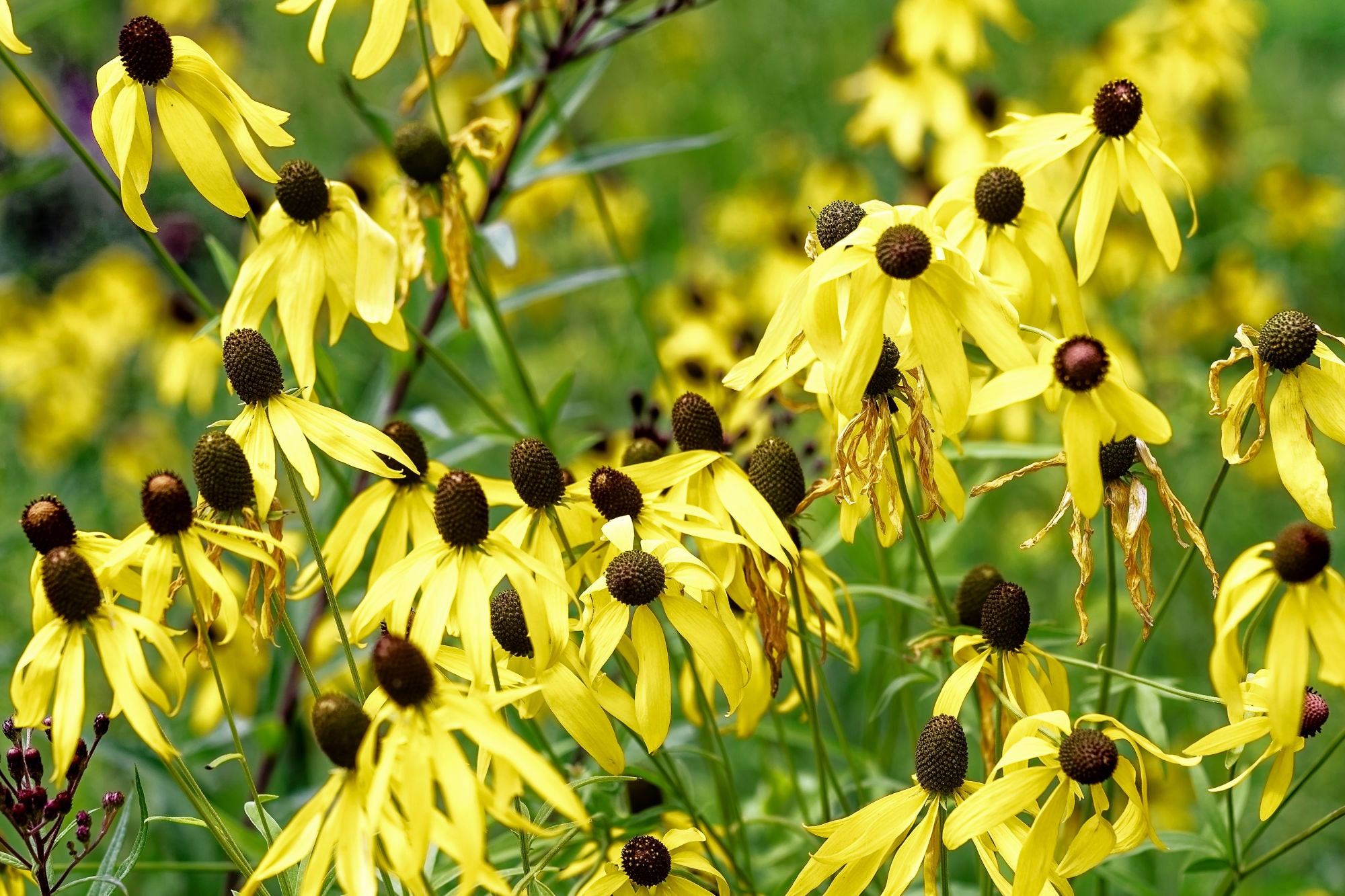 Gray-headed Coneflower Plants, Ratibida Pinnata - Etsy