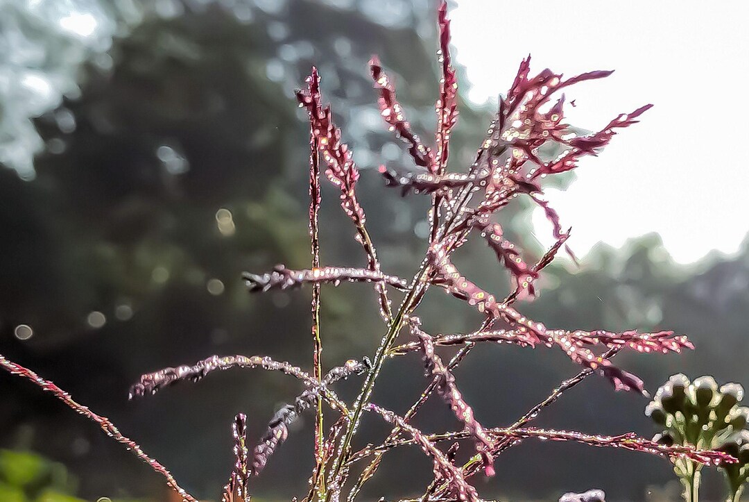 Purpletop Tridens Plants, Tridens Flavus - Etsy