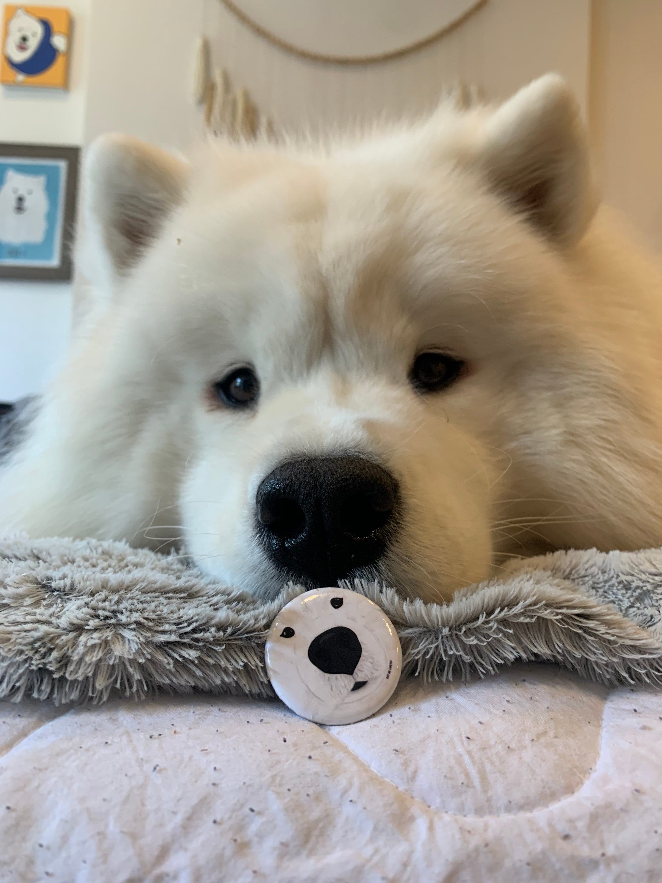 Biff the Samoyed Boop My Snoot Button Pin | Etsy
