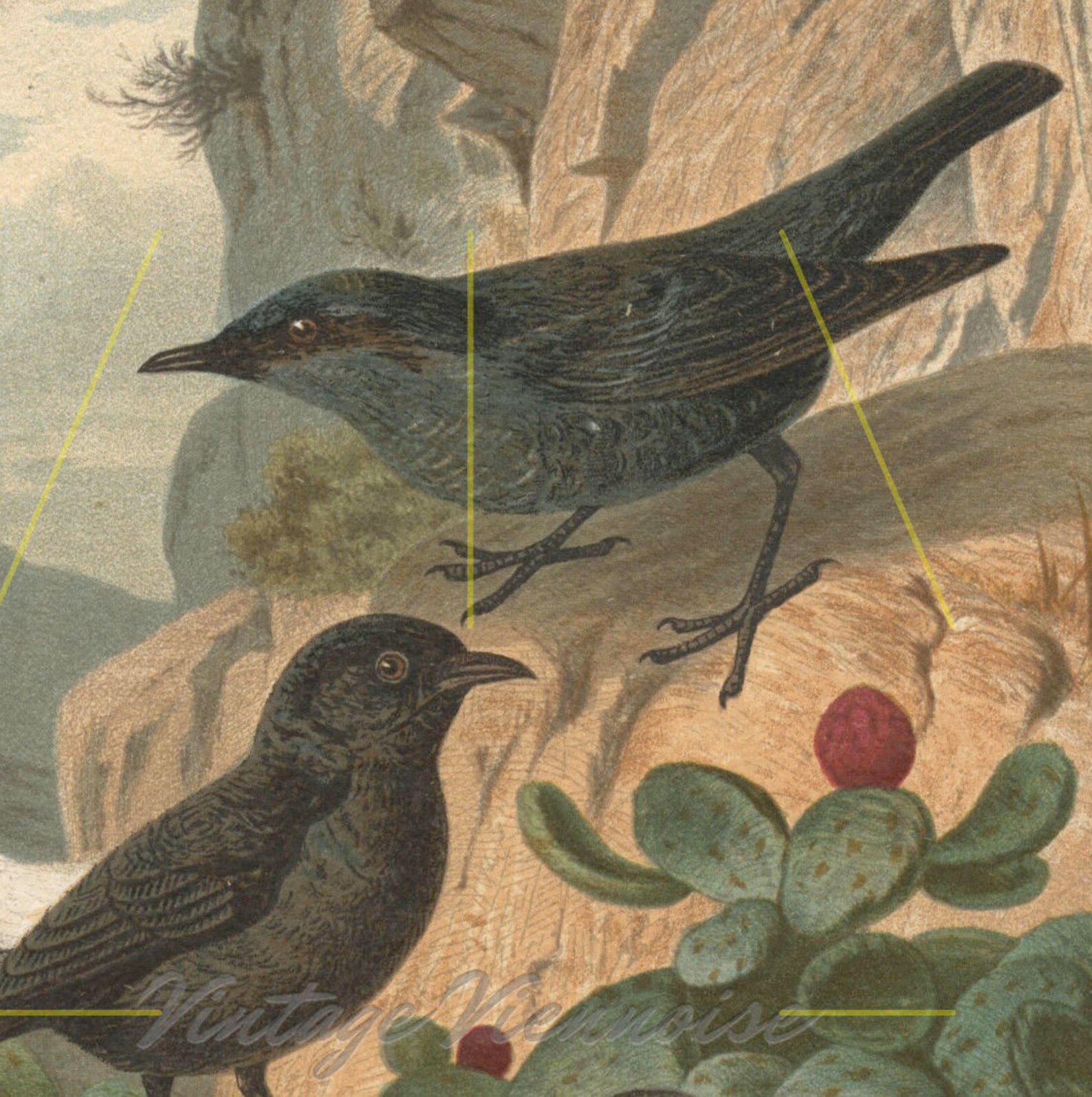 Old World Flycatchers Bird Print. Bird Gift. Vintage Bird Wall - Etsy