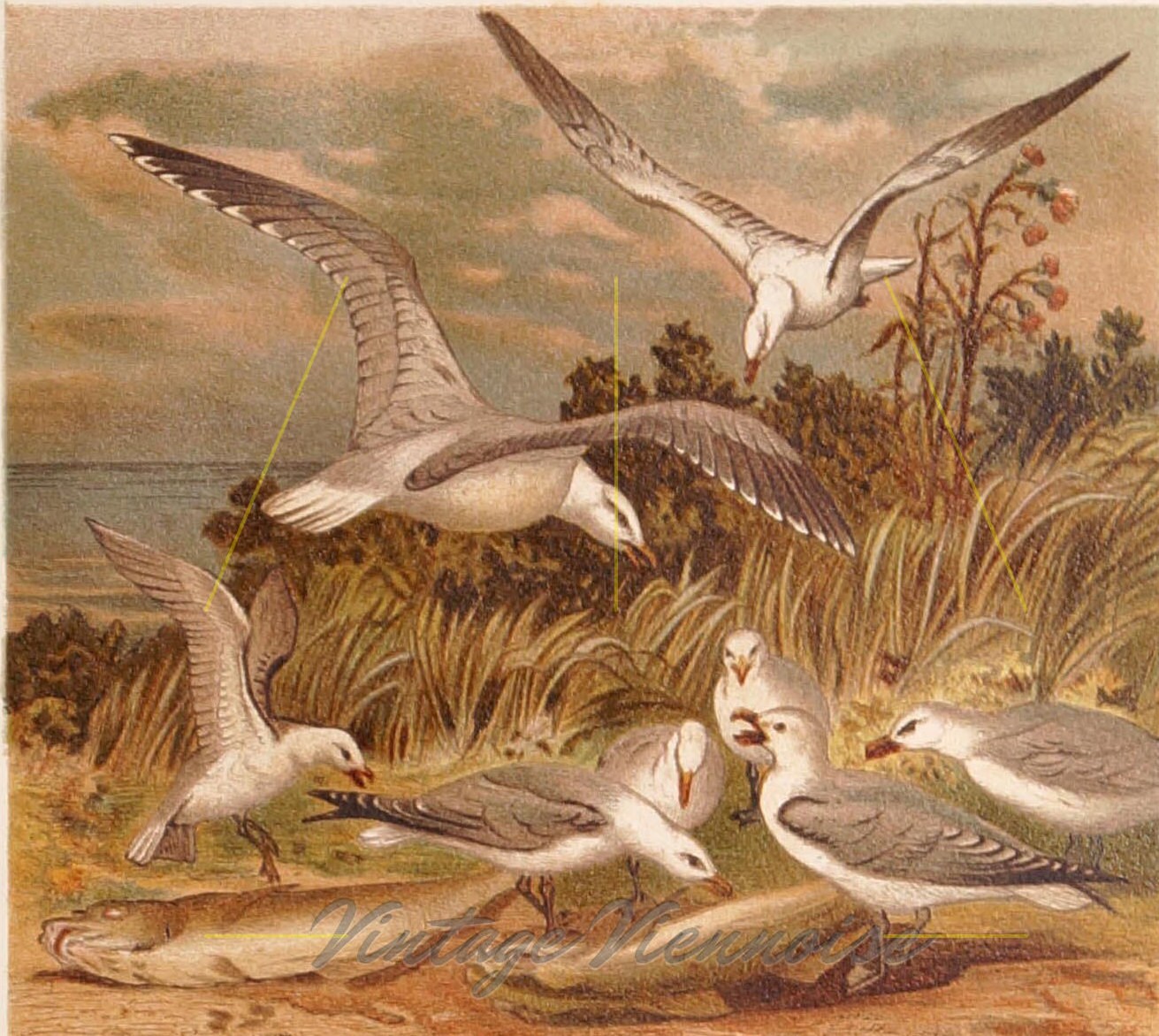 Antique Fish Print. Marine Decor. Vintage Fish Wall Art. - Etsy