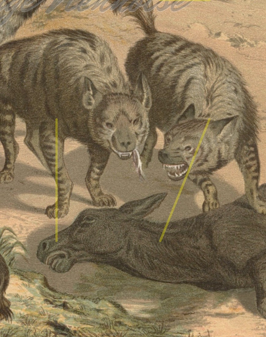 Antique Striped Hyena Print Hyaena Hyaena Hyena Art Print Scavengers ...