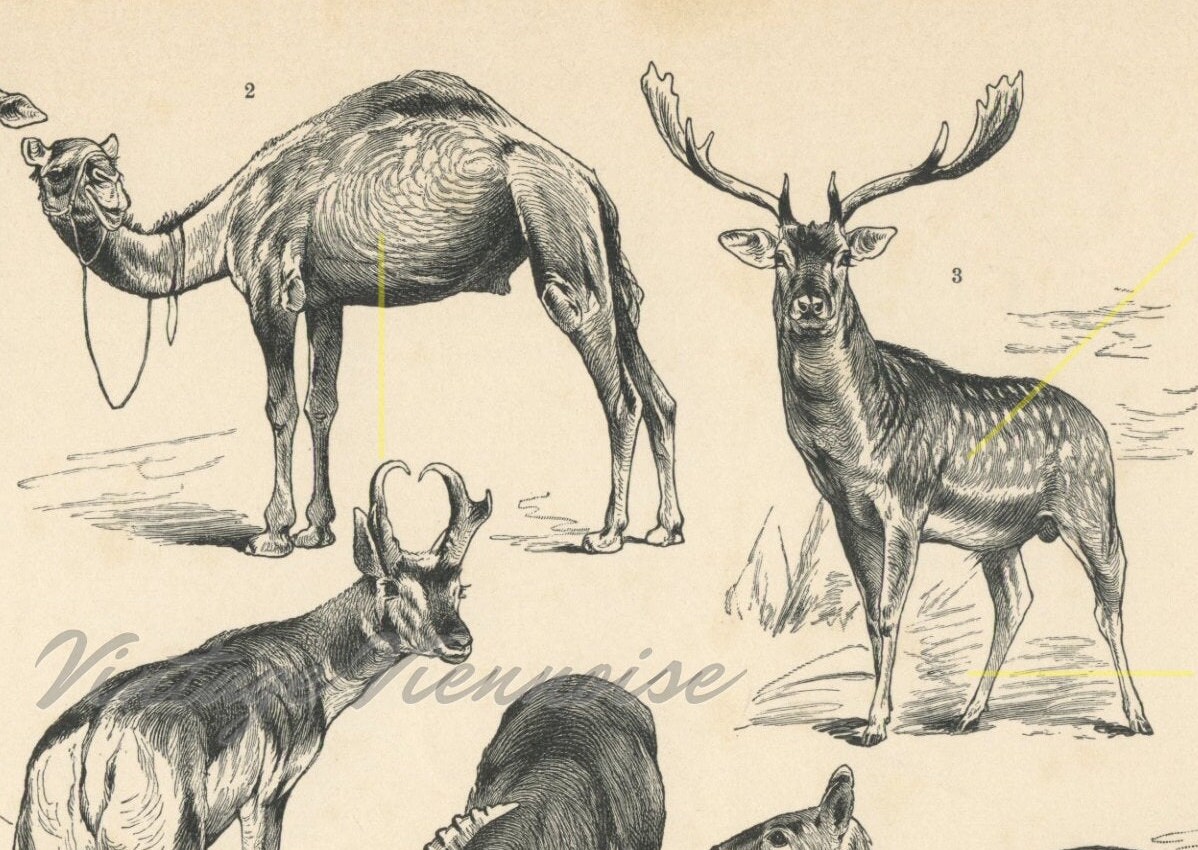 Antique Ruminant Animals Print Giraffe Print Camel Print Ruminantia ...
