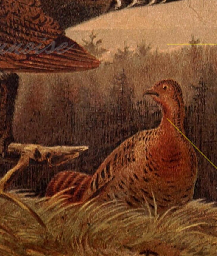 Antique Wood Grouse Print. Rustic Cabin Decor. Wildlife Art. - Etsy