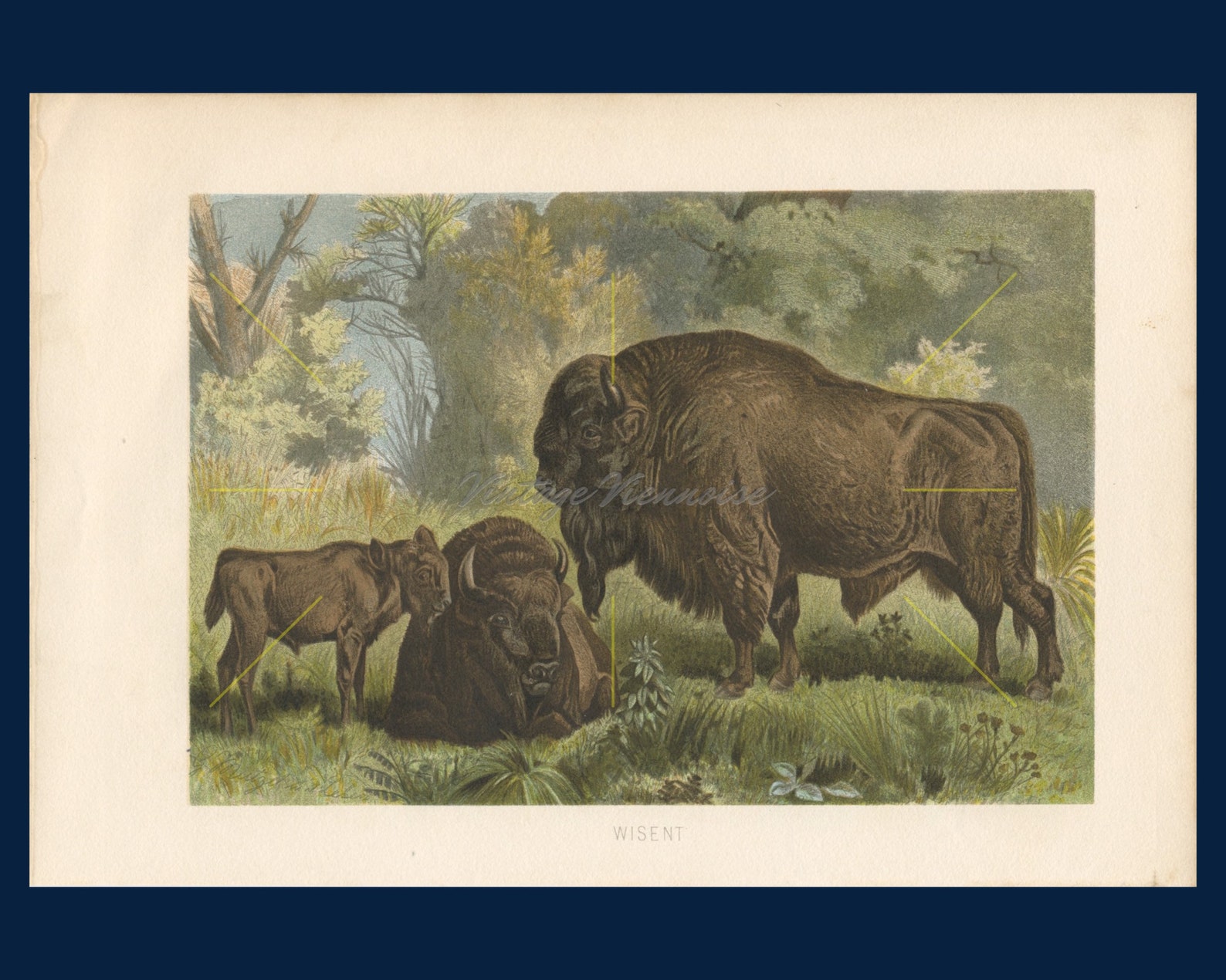 Antique Bison Art Print. Bison Wall Art. Bison Gift. European Bison ...