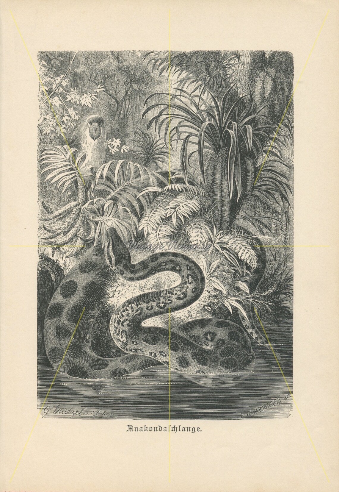Antique Anaconda Print. Snake Art Print. Snake Lover Gift ...
