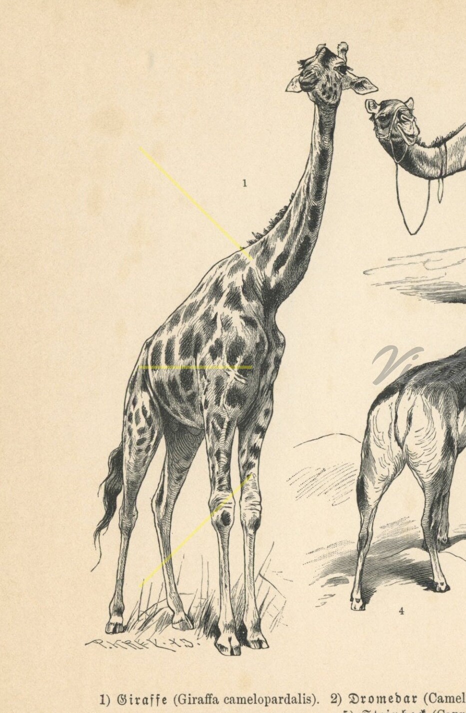 Antique Ruminant Animals Print Giraffe Print Camel Print Ruminantia ...