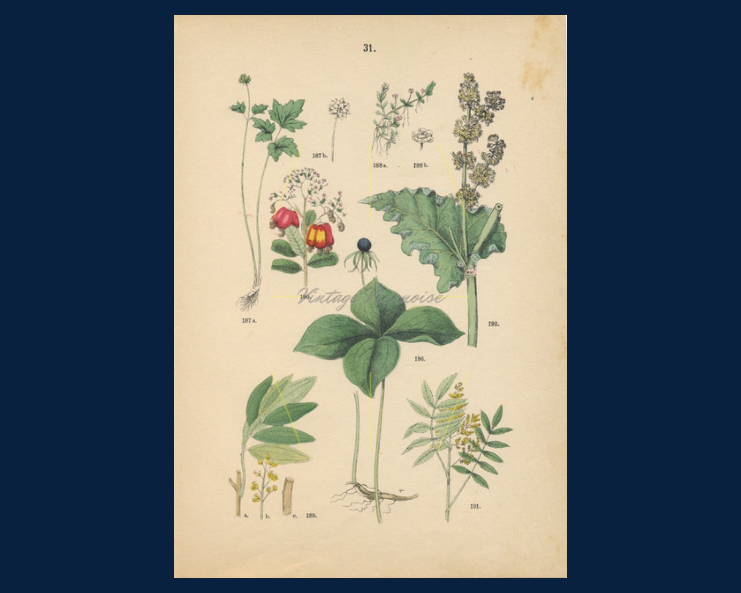 Vintage Botanical Wall Art. Original Antique Flower Art Print. Floral ...