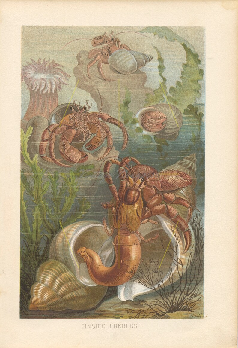 Hermit Crab Print. Vintage Crab Wall Art. Crab Lover Gift. Crustaceans ...