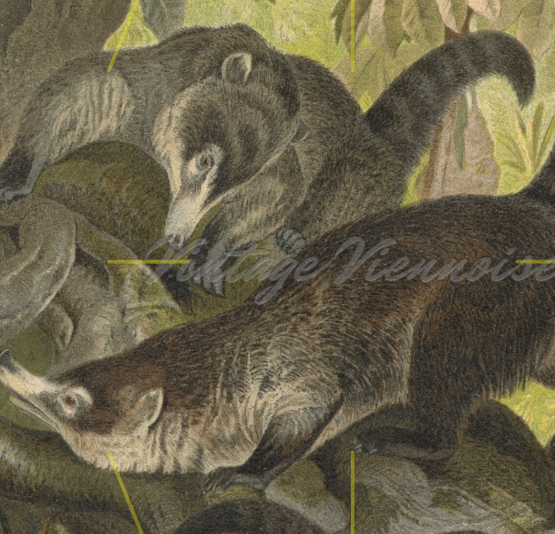 Antique White-nosed Coati Print Nasua Narica Coatimundi - Etsy