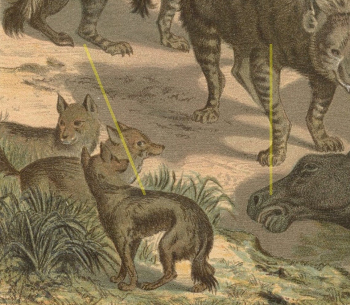 Antique Striped Hyena Print Hyaena Hyaena Hyena Art Print Scavengers ...