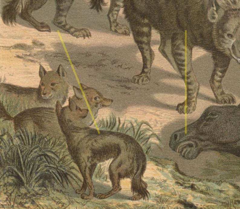 Antique Striped Hyena Print Hyaena Hyaena Hyena Art Print Scavengers ...