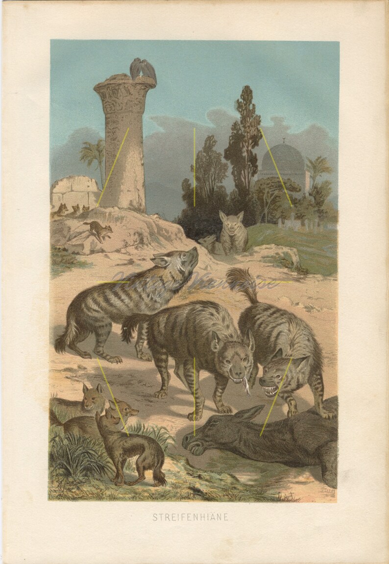 Antique Striped Hyena Print Hyaena Hyaena Hyena Art Print Scavengers ...