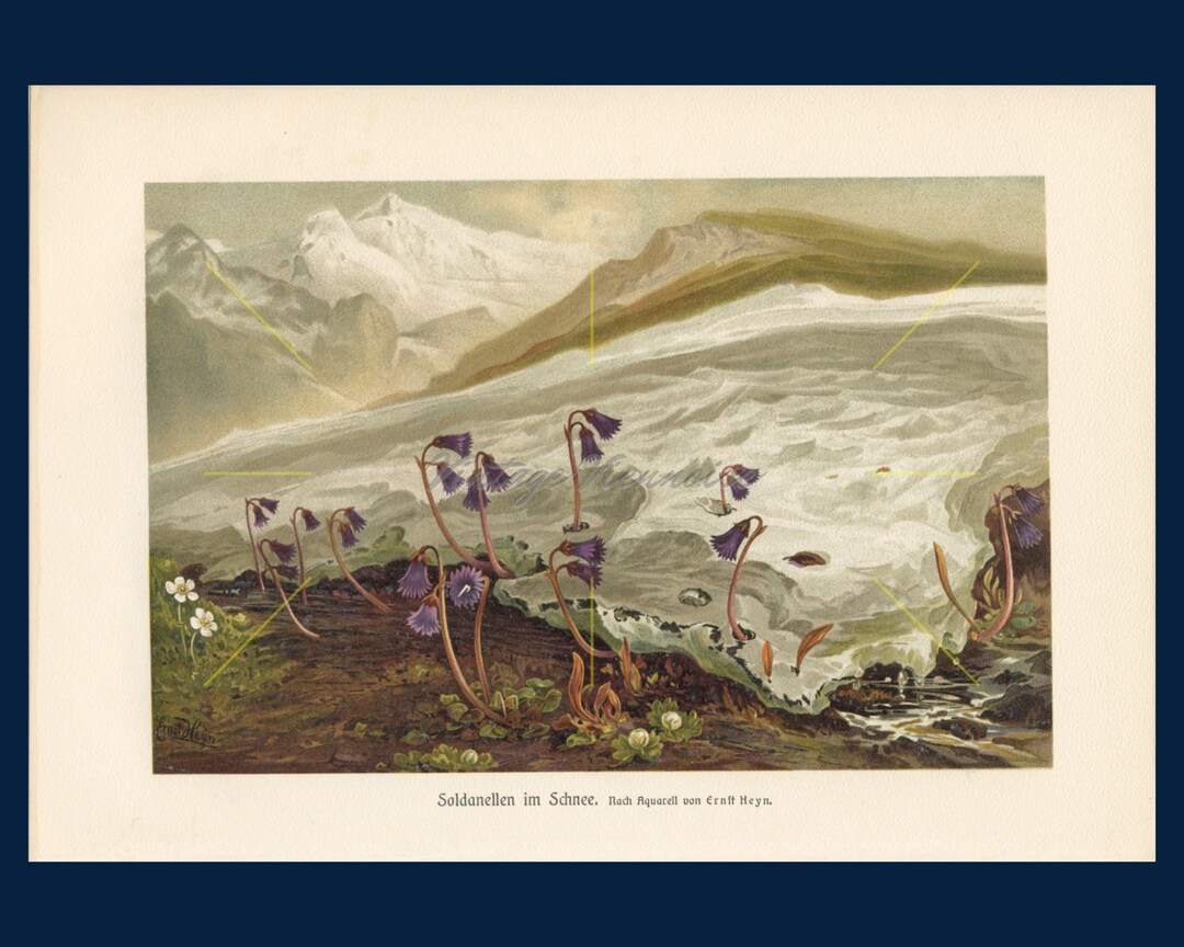 Antique Snowbell Art Print | Soldanella Alpina | Buttercup | Alpine ...