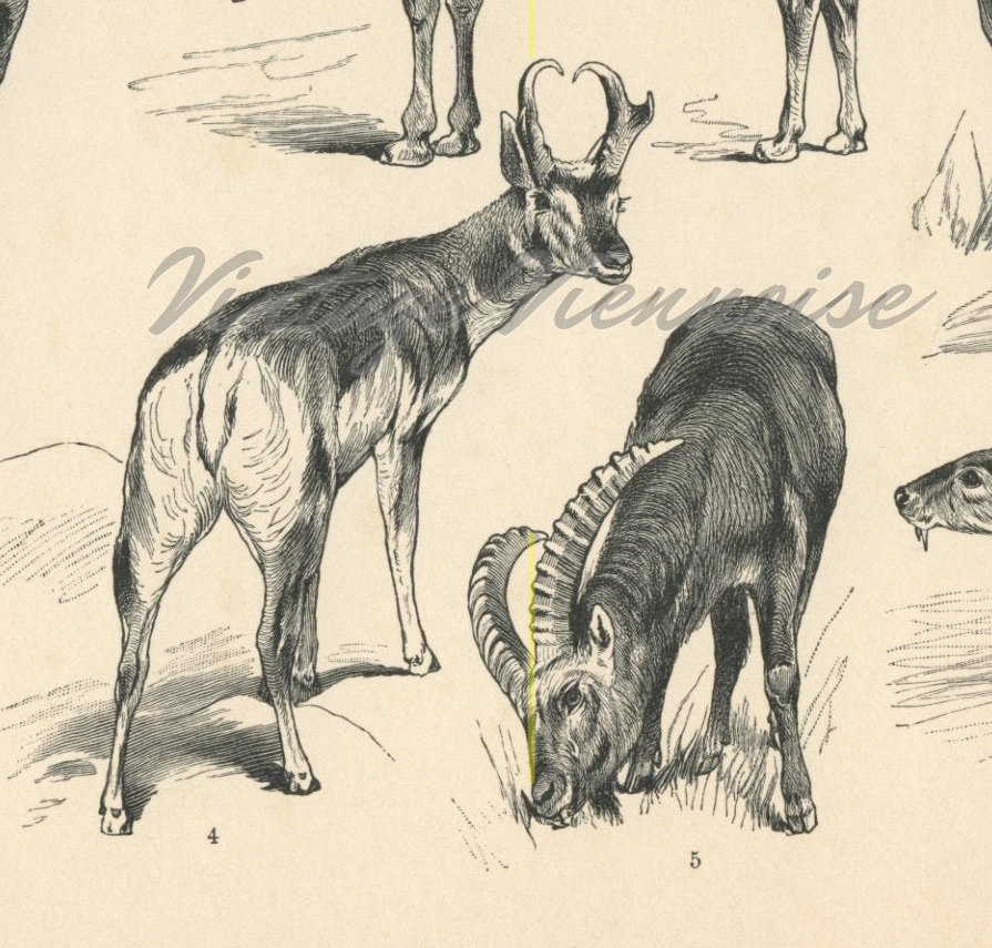 Antique Ruminant Animals Print Giraffe Print Camel Print Ruminantia ...
