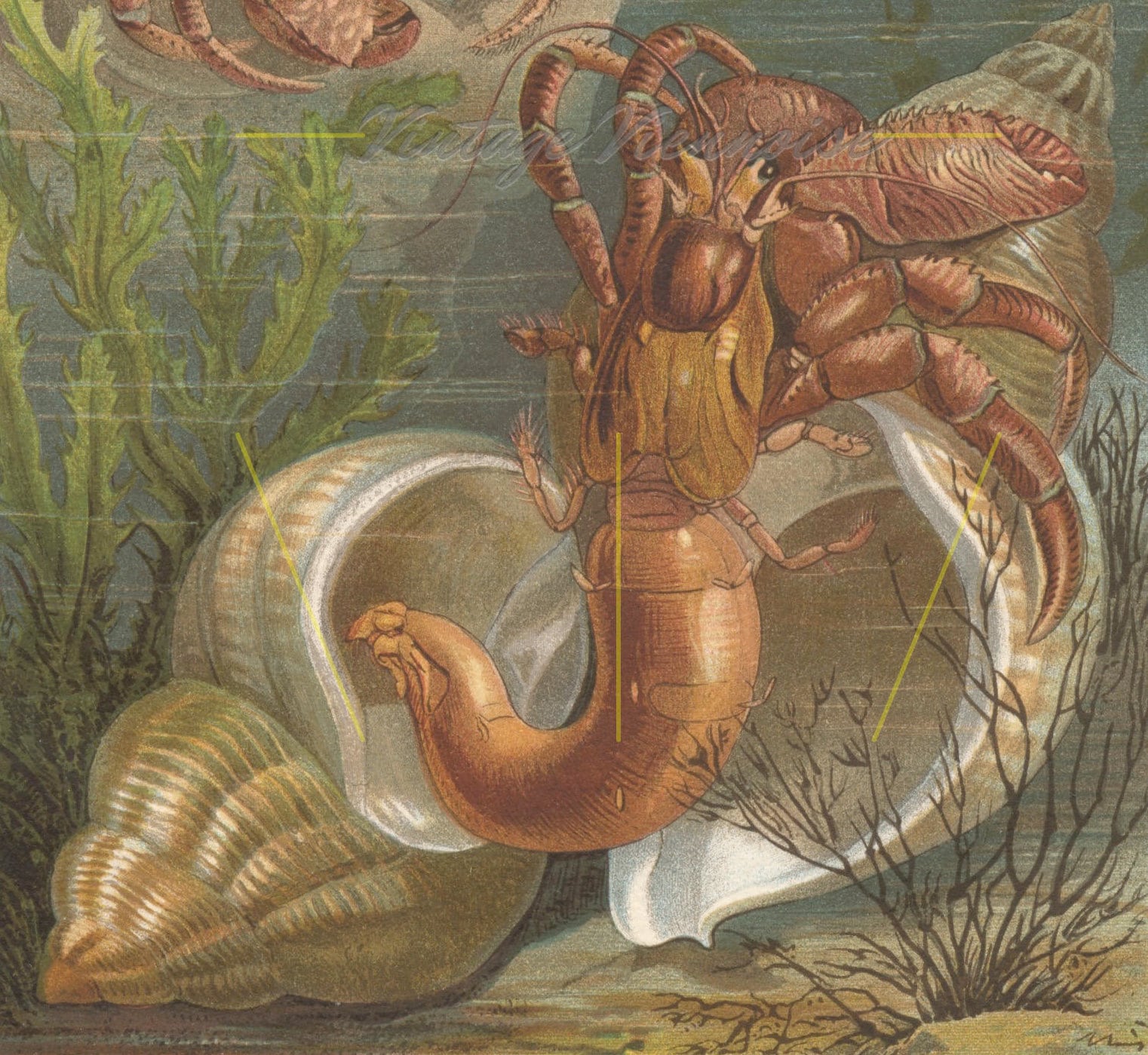 Hermit Crab Print. Vintage Crab Wall Art. Crab Lover Gift. Crustaceans ...