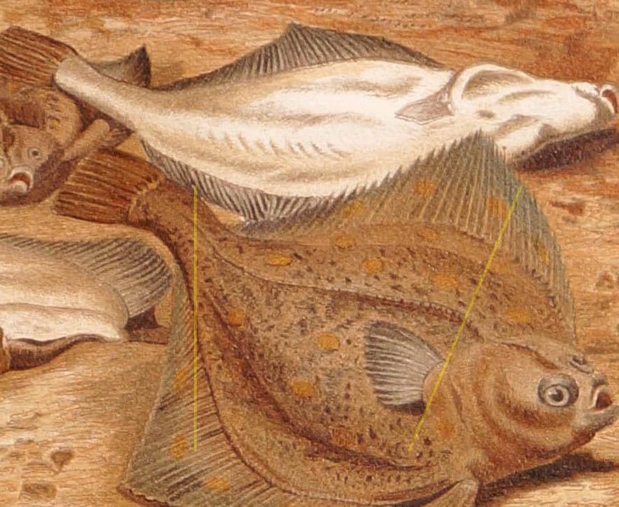 Antique Fish Print. Marine Decor. Vintage Fish Wall Art. - Etsy