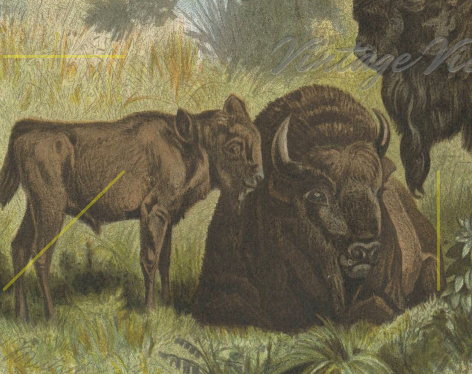 Antique Bison Art Print. Bison Wall Art. Bison Gift. European Bison ...