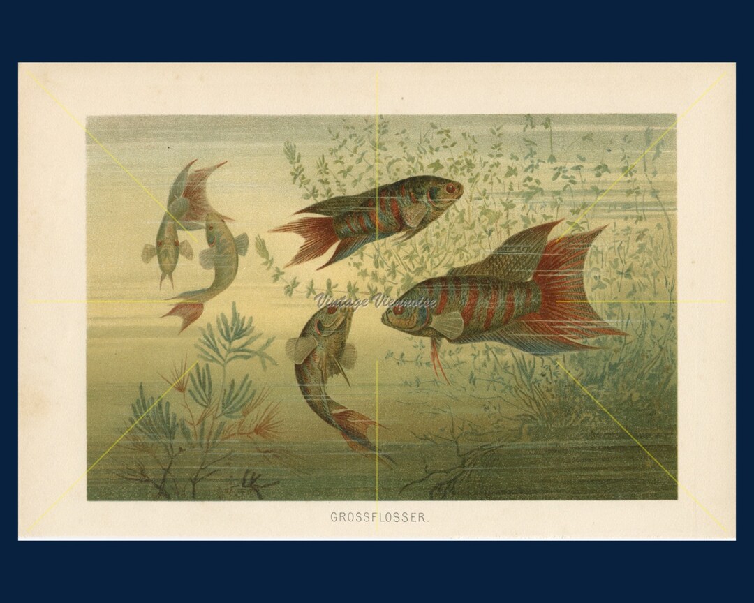 Vintage Fish Wall Art. Fish Lover Gift. Oriental Fish Art. Marine Home ...
