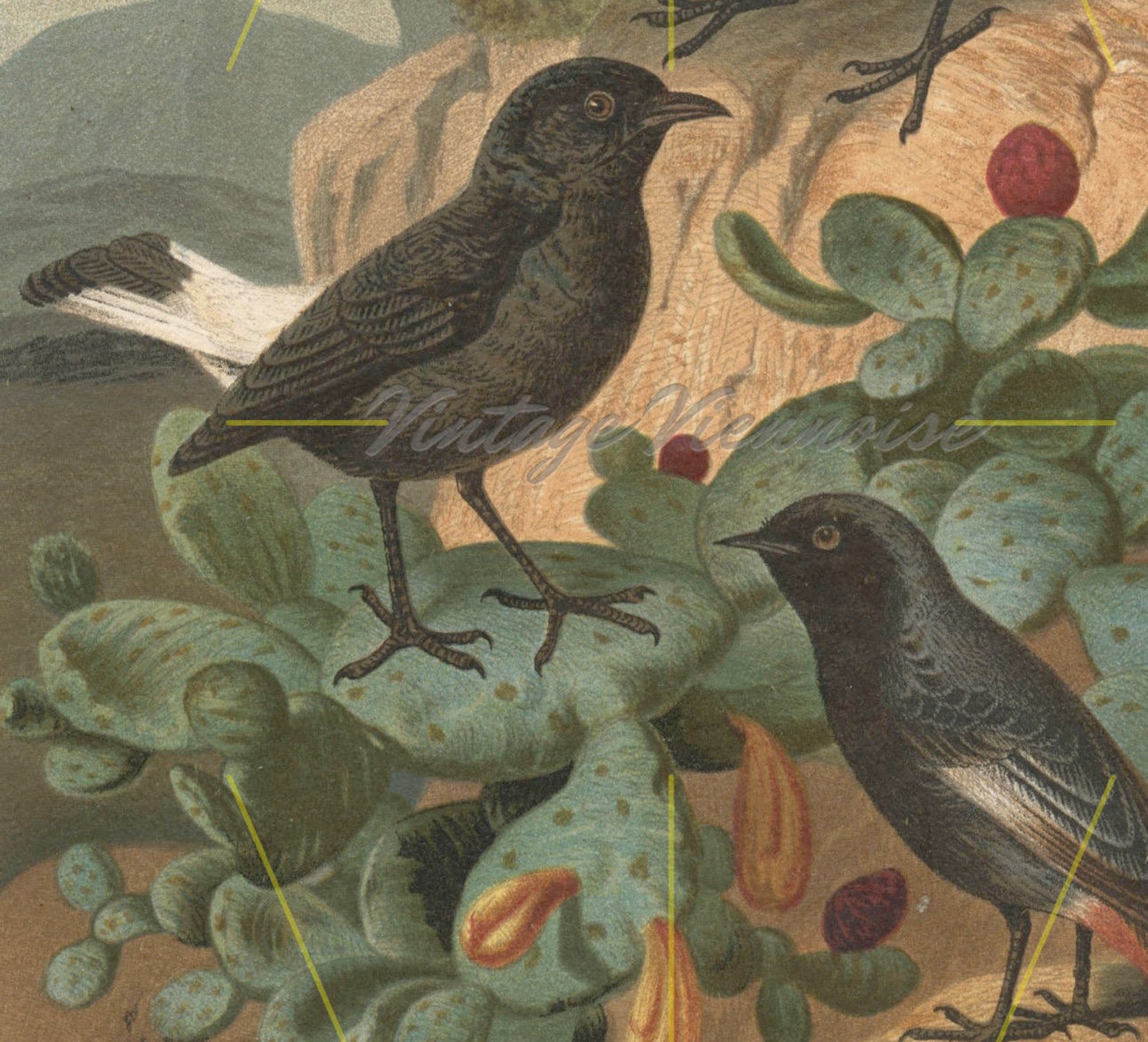 Old World Flycatchers Bird Print. Bird Gift. Vintage Bird Wall - Etsy