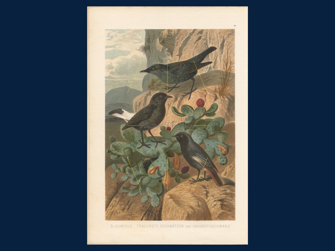 Old World Flycatchers Bird Print. Bird Gift. Vintage Bird Wall Art ...