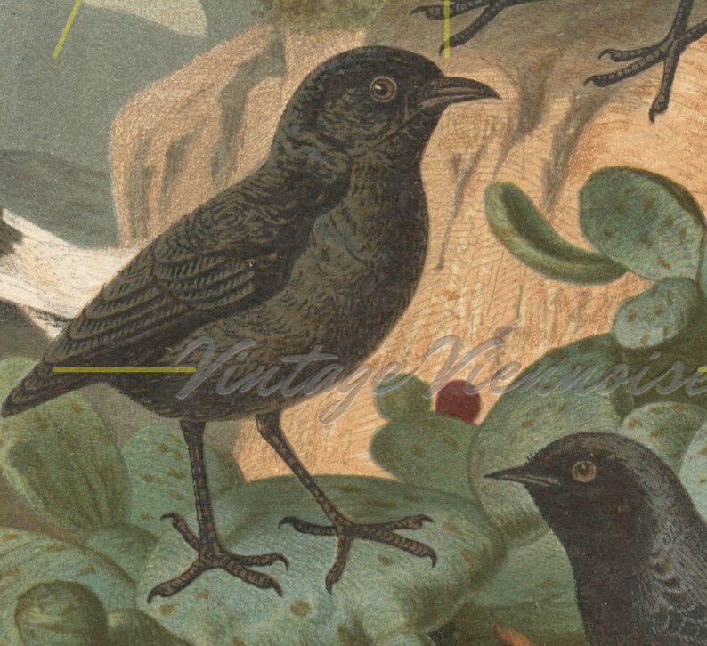 Old World Flycatchers Bird Print. Bird Gift. Vintage Bird Wall - Etsy