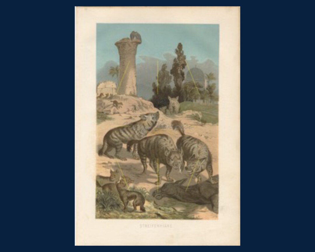 Antique Striped Hyena Print | Hyaena Hyaena | Hyena Art Print ...