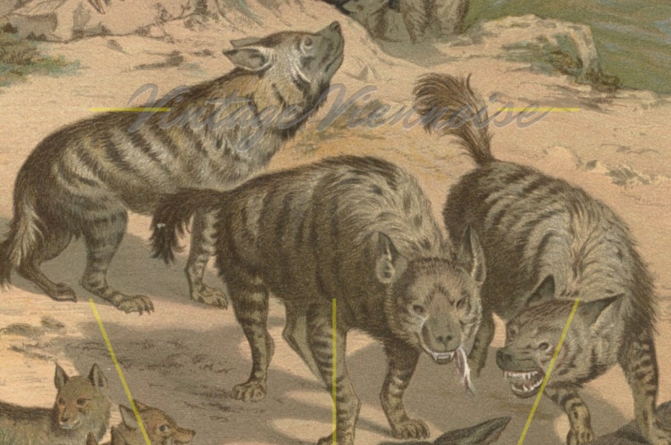 Antique Striped Hyena Print | Hyaena Hyaena | Hyena Art Print ...