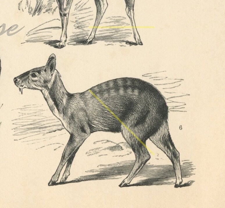 Antique Ruminant Animals Print Giraffe Print Camel Print Ruminantia ...