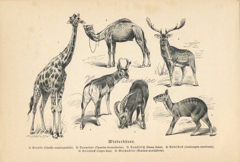 Antique Ruminant Animals Print Giraffe Print Camel Print Ruminantia ...