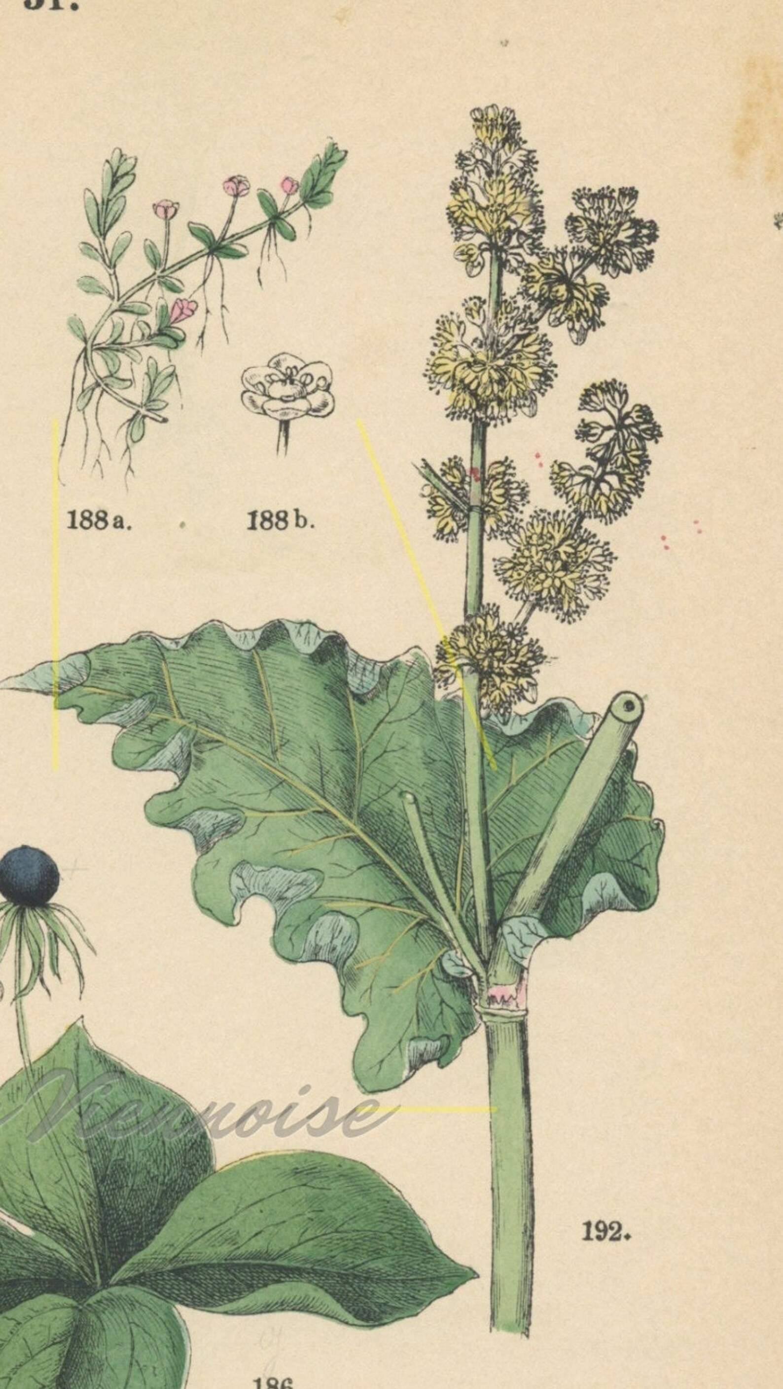 Vintage Botanical Wall Art. Original Antique Flower Art Print. Floral ...