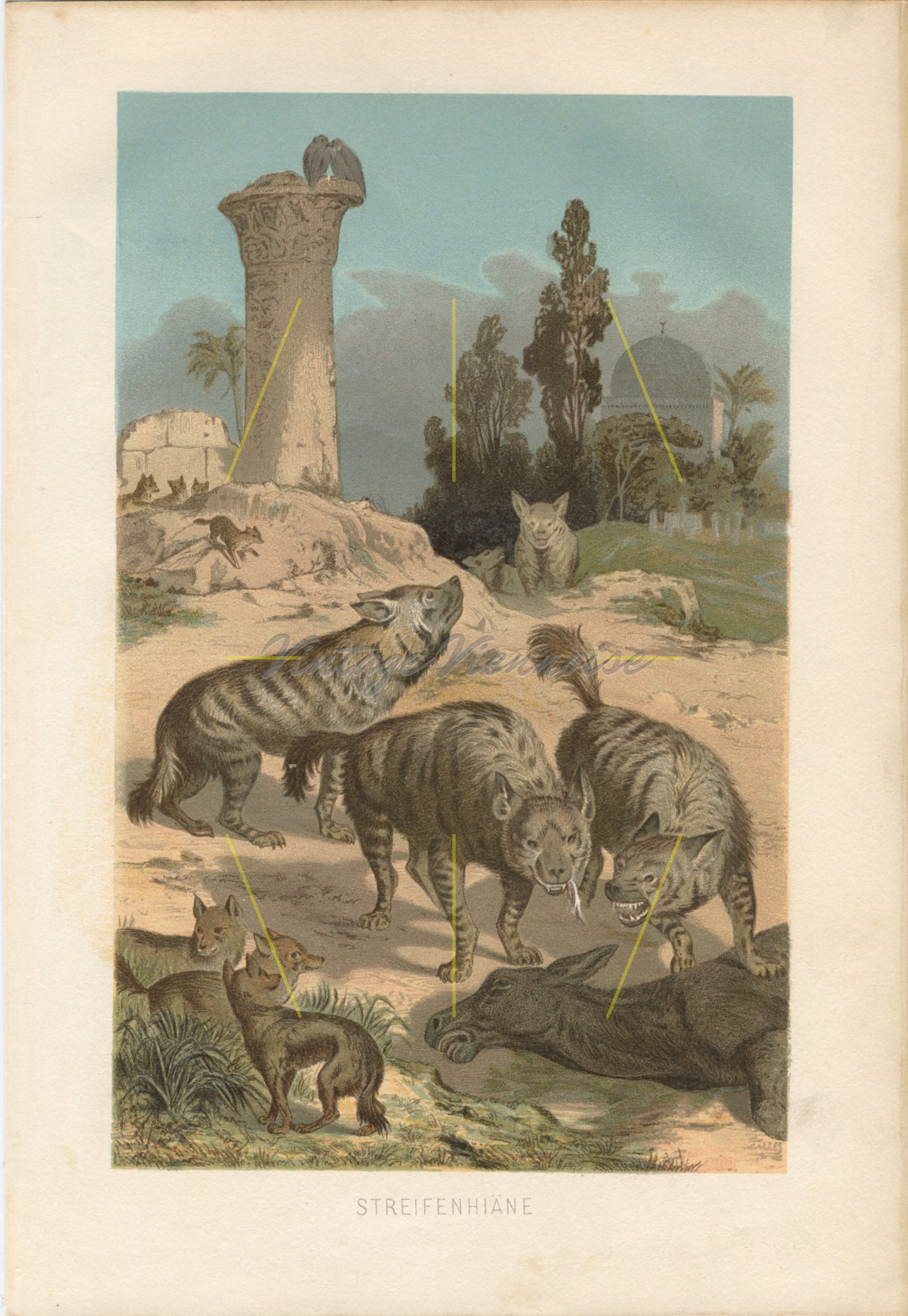 Antique Striped Hyena Print Hyaena Hyaena Hyena Art Print - Etsy UK