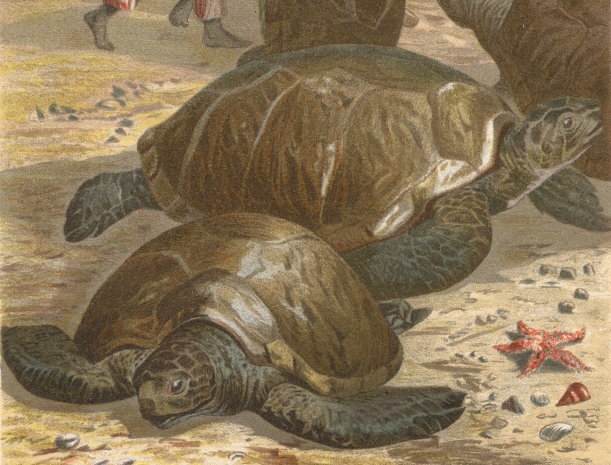 Antique Turtle Print. Turtle Art. Turtle Gift. Turtle Lover. Turtle ...