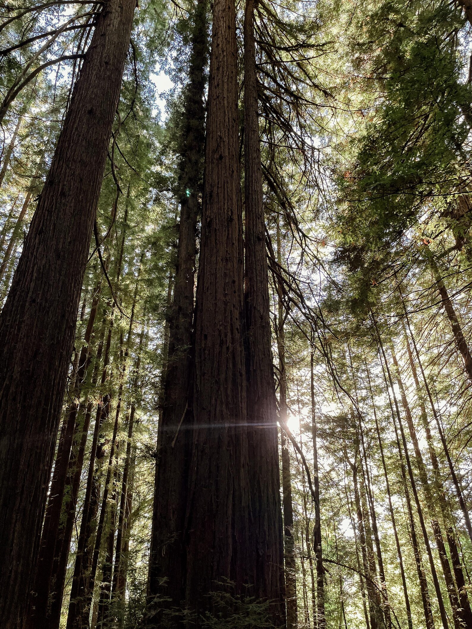 Redwood Trees Digital Download - Etsy