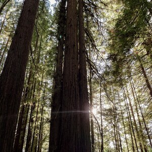 Redwood Trees Digital Download - Etsy